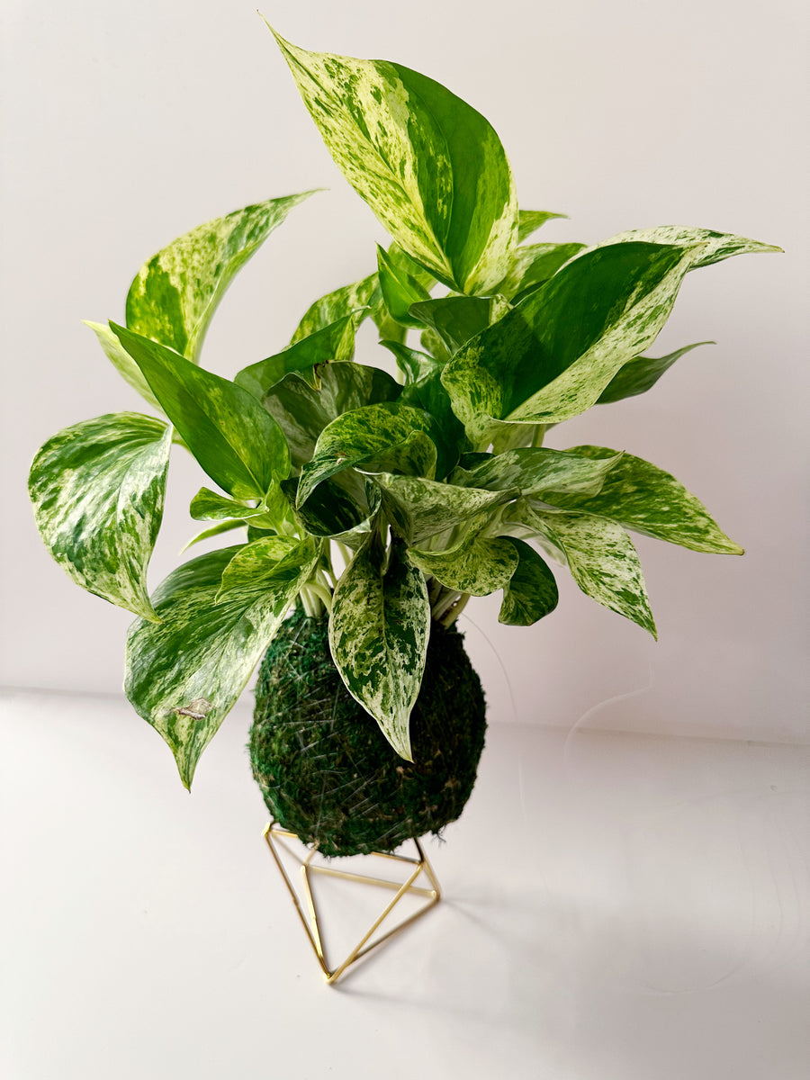Marble Queen Kokedama Japanese Moss Ball – Plants & What Knot